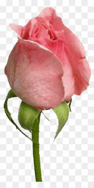 Download - Animated Rose - Free Transparent PNG Clipart Images Download