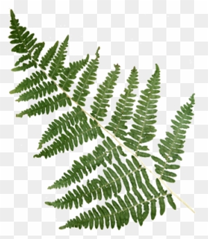Mountain Fern - Large Frond - Fern Frond Gif - Free Transparent PNG ...