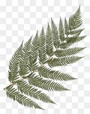 Mountain Fern - Large Frond - Fern Frond Gif - Free Transparent PNG ...