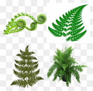 Fern - Fractal Geometry In Nature - Free Transparent PNG Clipart Images ...