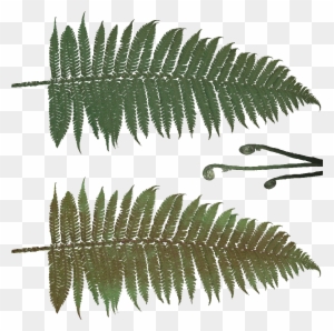 Fern Texture Png - Free Transparent PNG Clipart Images Download