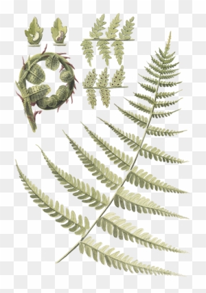 Ostrich Fern - Free Transparent PNG Clipart Images Download