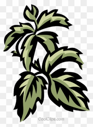 Virginia Creeper Royalty Free Vector Clip Art Illustration - Virginia ...