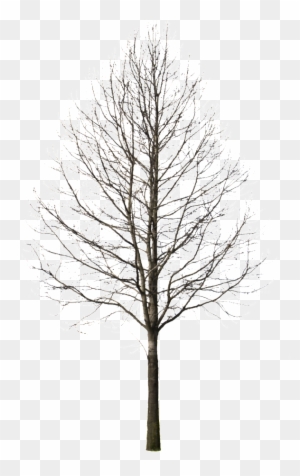 Deciduous Tree In Winter - Free Transparent PNG Clipart Images Download