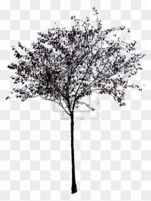 Cutout People, Trees - Tall Tree - Free Transparent PNG Clipart Images ...