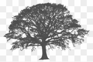 Shawshank Redemption Oak Tree Scene - Free Transparent PNG Clipart ...