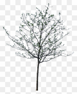 Cutout Tree - Tree Cut Out Png - Free Transparent PNG Clipart Images ...