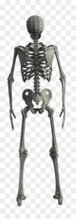 Skeleton Png - 3d Skeleton Png - Free Transparent PNG Clipart Images ...