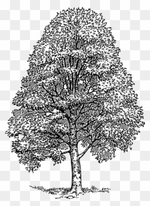 Simple Cedar Tree Drawing