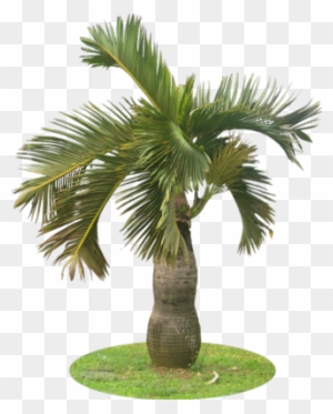 Psd - Bottle Palm - Free Transparent PNG Clipart Images Download