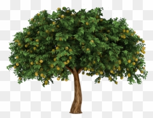 Tree For Architectural Rendering - Free Transparent PNG Clipart Images ...