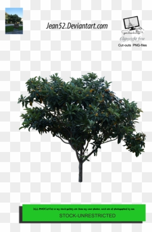Fruit Tree Png By Jean52 - Fruit Tree Png - Free Transparent PNG ...
