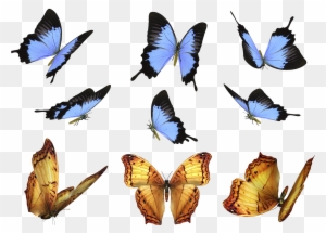 Free Photo Butterfly Overlays, Realistic Natural Flying - Butterfly Png ...