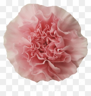 Colibri Flowers Carnation Thalia, Grower Of Carnations, - Carnation ...