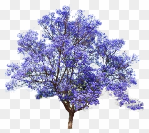 Image7 - Jacaranda Tree Png - Free Transparent PNG Clipart Images Download