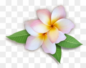 Elegant Tropical Flower Background Signature Spa Ananta - Flowers ...