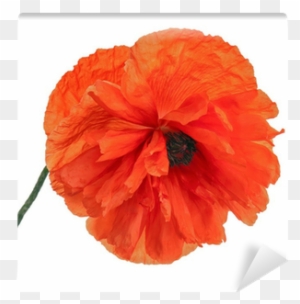 Set Of Single Poppy Flowers Isolated On White Background - Red Wild ...