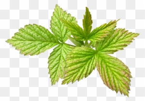 Raspberry, New Leaf, Spring, Season - Red Raspberry - Free Transparent ...