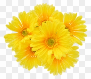 Yellow Gerberas - Yellow Gerbera Daisies Flowers - Free Transparent PNG ...