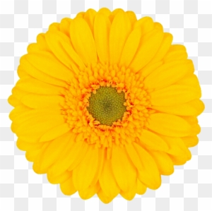 Red Gerbera - Gerbera Flower - Free Transparent PNG Clipart Images Download
