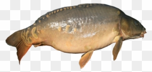 Mirror Carp No Background Transparent Image Fishing - Carp With ...