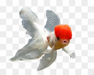 Totally Transparent Transparent Goldfish - Red Cap Oranda - Free ...