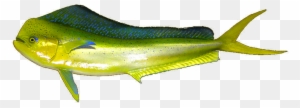 Mahi Mahi For Kids - Billfish - Free Transparent PNG Clipart Images ...