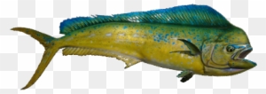 Mahi Mahi - De Pescado De Costa Rica - Free Transparent PNG Clipart ...
