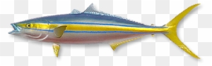 Rainbow Runner - Atlantic Bluefin Tuna - Free Transparent PNG Clipart ...