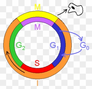 Biology Anchor Charts - Three Cell Cycle Checkpoints - Free Transparent ...
