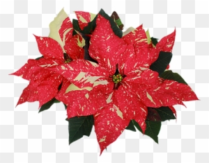 Jingle Bell Poinsettia - Christmas Day - Free Transparent PNG Clipart ...