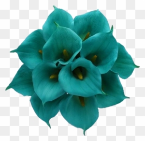 Types Of Teal Flowers | Best Flower Site