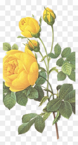 Yellow Rose Botanical Illustration - Free Transparent PNG Clipart ...