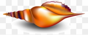 Seashell Conch Mollusc Shell - Seashell - Free Transparent PNG Clipart ...