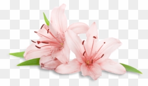 Welcome To - Transparent Spa Flowers Png - Free Transparent PNG Clipart ...