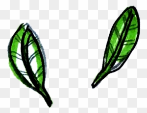 Basil - Illustration - Free Transparent PNG Clipart Images Download
