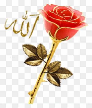 Allah With Golden Rose Psd - Rose With Allah - Free Transparent PNG ...