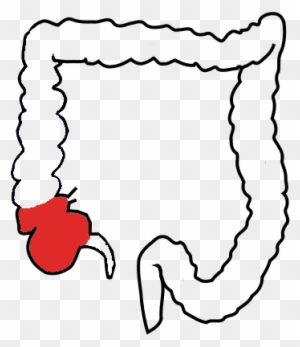 Appendix - Brainpop Appendix - Free Transparent PNG Clipart Images Download