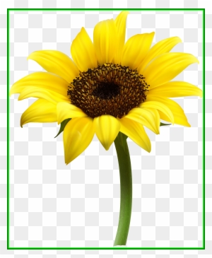 Sunflower Single Png - Single Sunflower Flower Png - Free Transparent ...