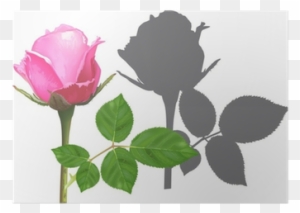 Single Pink Rose And Shadow Isolated On White Poster - Hojas De Rosas ...