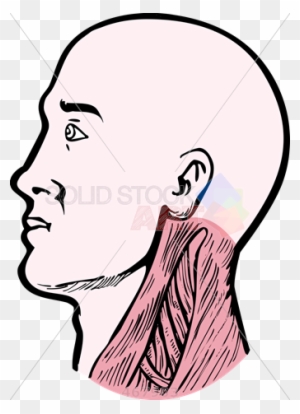 Stock Illustration Of Old Fashioned Cartoon Drawing - Head And Neck ...