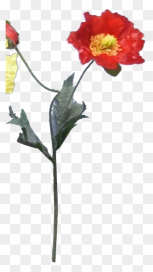 38cm Poppy X - Rosa Palustris - Free Transparent PNG Clipart Images ...