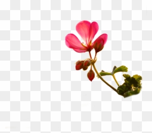 09 Jun - Small Flower Images Png - Free Transparent PNG Clipart Images ...