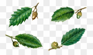 Quercus Palustris - Quercus Palustris Png - Free Transparent PNG ...