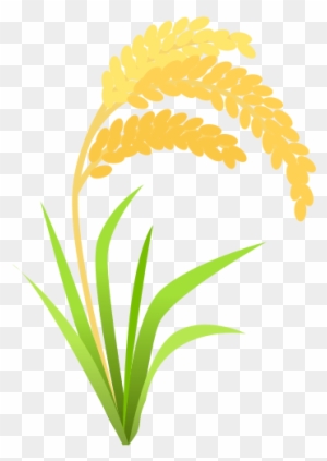 Rice Crop Clipart Png - Hierochloe - Free Transparent PNG Clipart ...