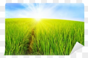 Rice Gadu Paddy Field Seed Rice Huller - Paddy Png - Free Transparent ...