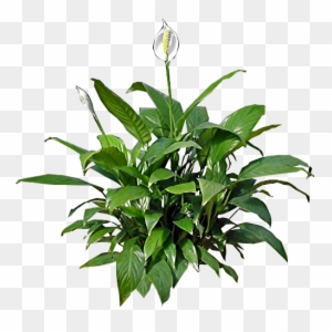 Lily, Leaves - Peace Lily - Free Transparent PNG Clipart Images Download