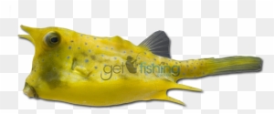 Longhorn Cowfish - Cowfish Png - Free Transparent PNG Clipart Images ...