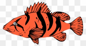 Marine Fish Clipart Rockfish - Saturna Island - Free Transparent PNG ...