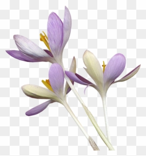 Clip Art Portable Network Graphics Autumn Crocus Flowering - Crocus ...